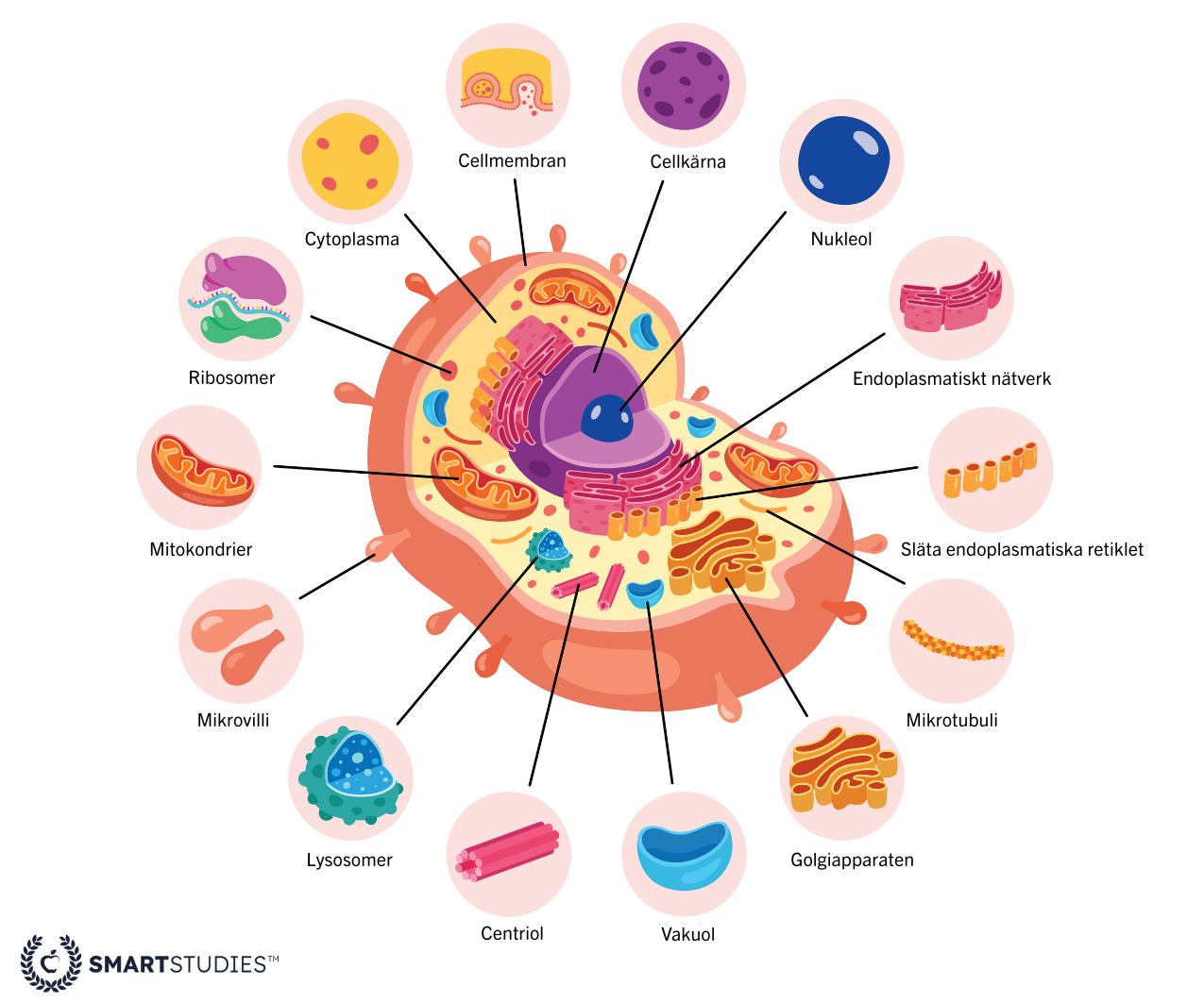 Vad är en cell? Enkel förklaring & delar | SmartStudies